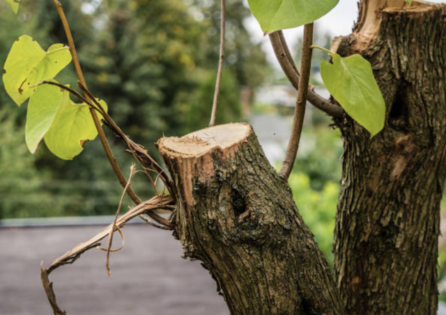 Tree Trimming Mistakes to Avoid - KS Tree Trimming